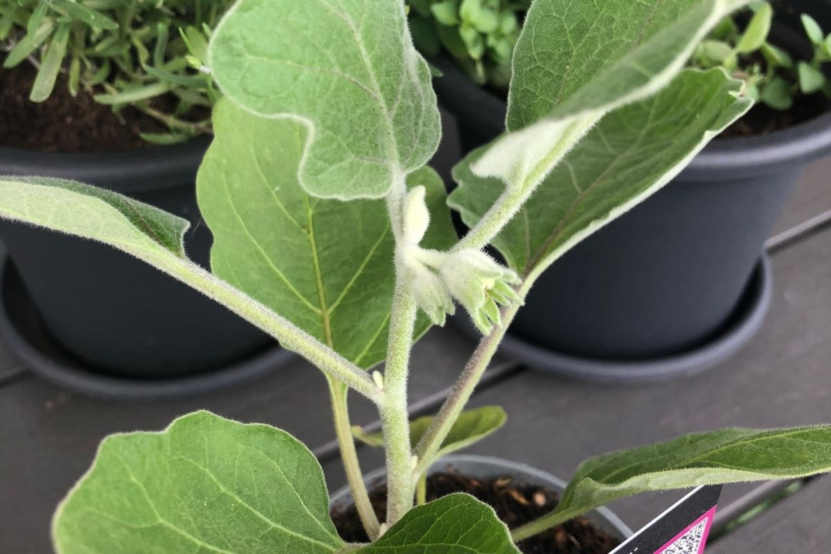 Mini Aubergine pflanzen - Wann sind Auberginen reif?