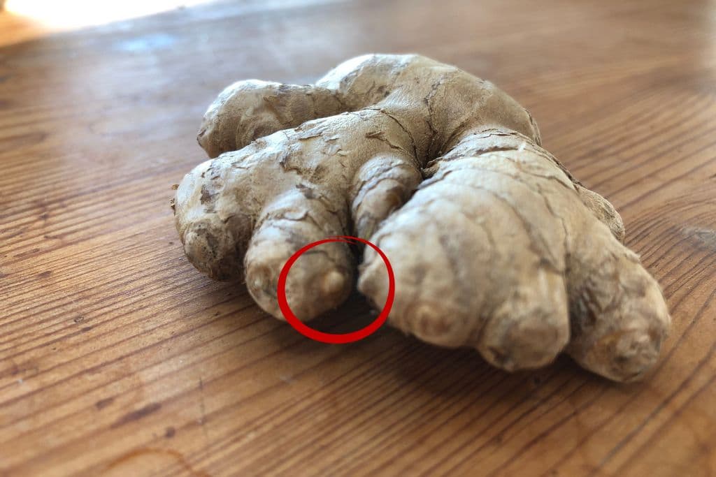 Ingwer im Topf anbauen - die komplette Schritt-für-Schritt-Anleitung